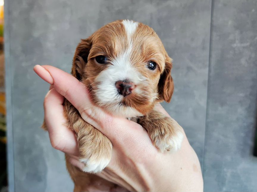 Собака Кокапу