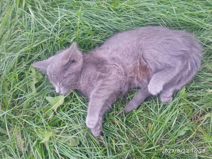 Отдам серого кота