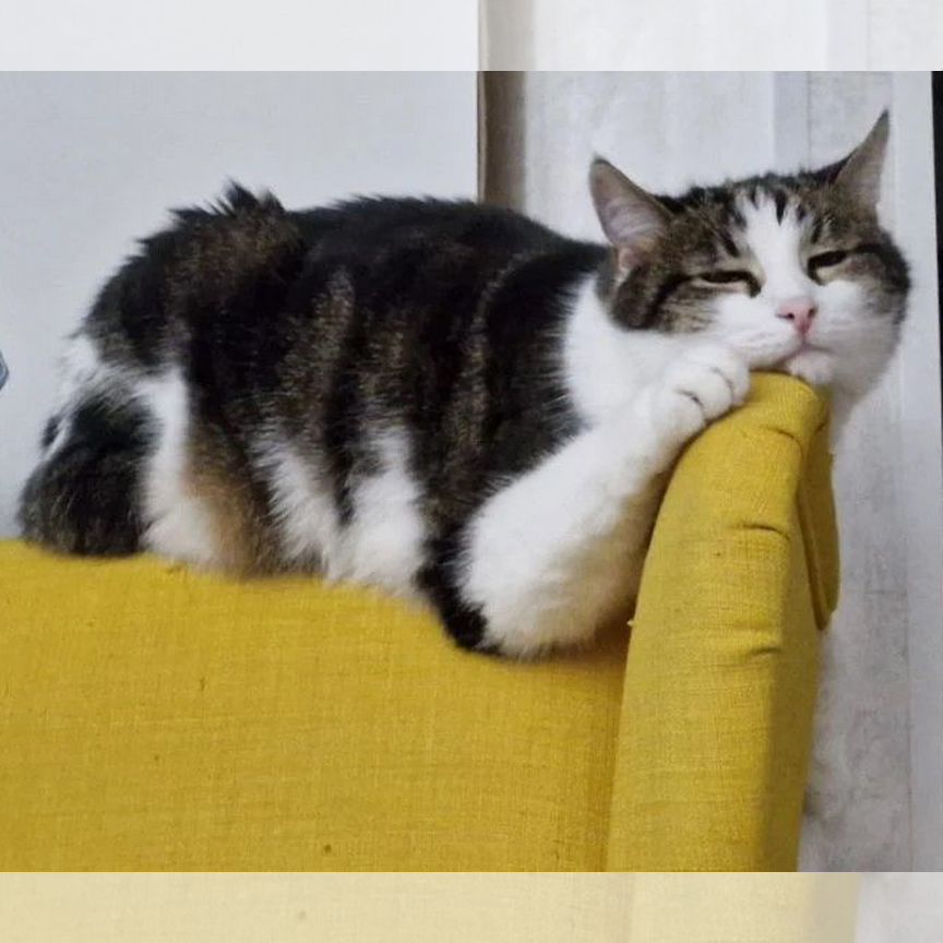 Взрослый кот в добрые руки