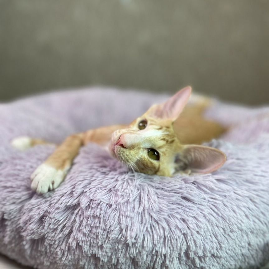 Ориентальные котята