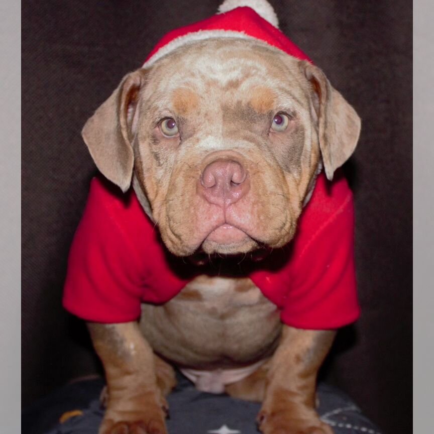 Парень булли лиловый мерле