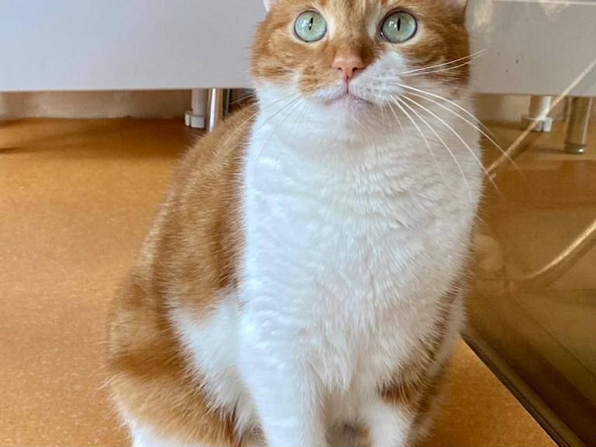 Нереальная красотка Гуля ждёт маму и папу