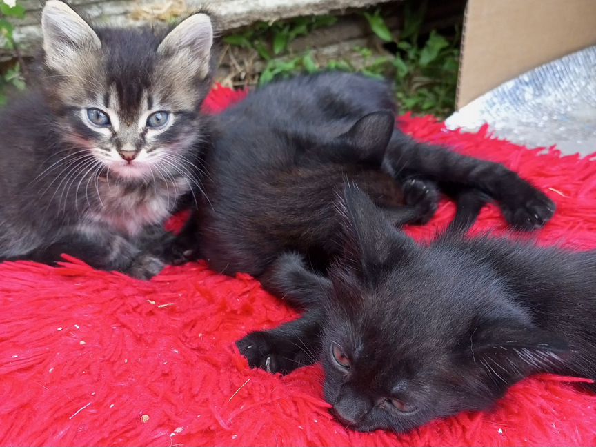 Котята в добрые руки
