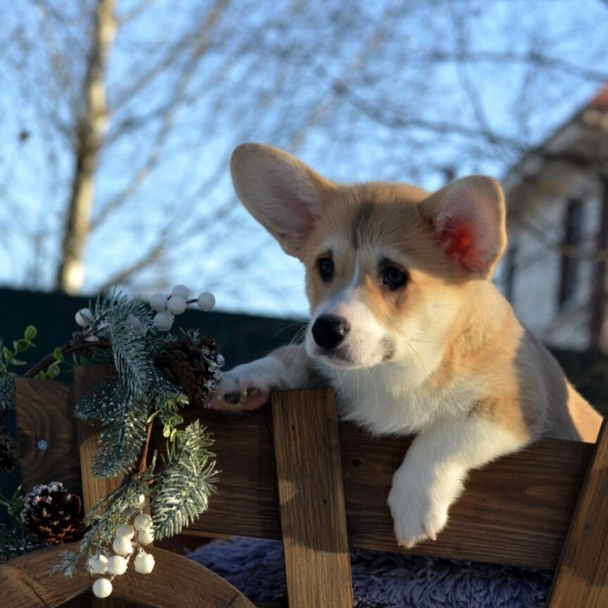 Щенок Вельш Корги Пемброка