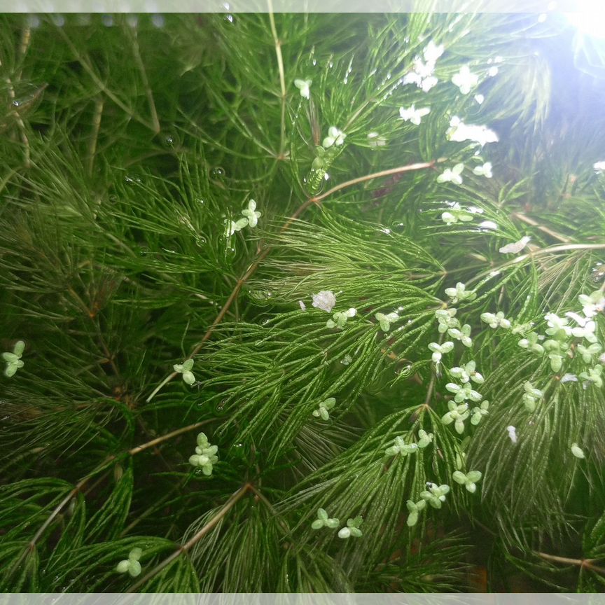 Роголистник в аквариум