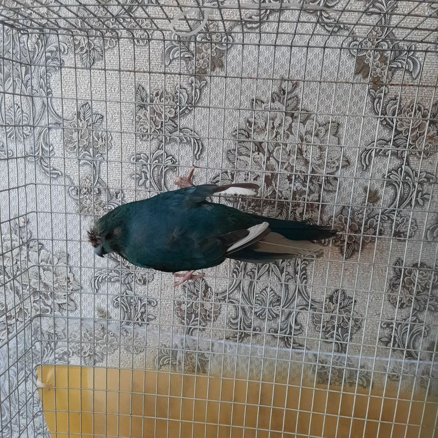 Попугай какрик