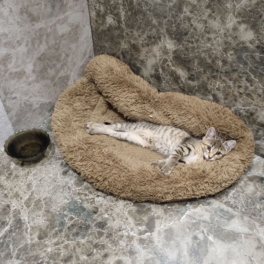 Котёнок в добрые руки