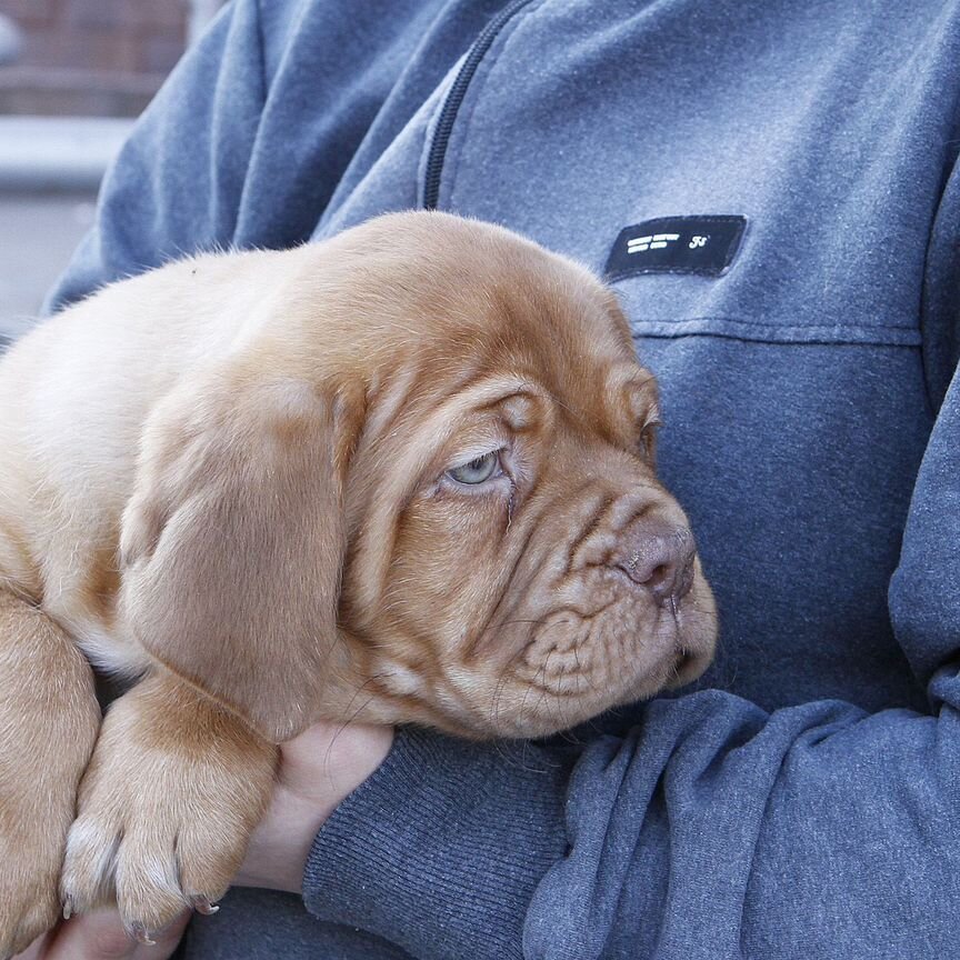 Девочка бордоского дога