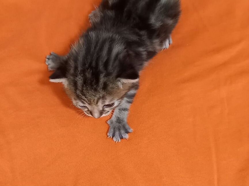 Котята бесплатно