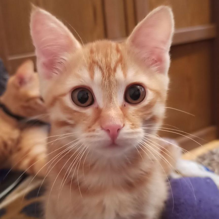 Кошка