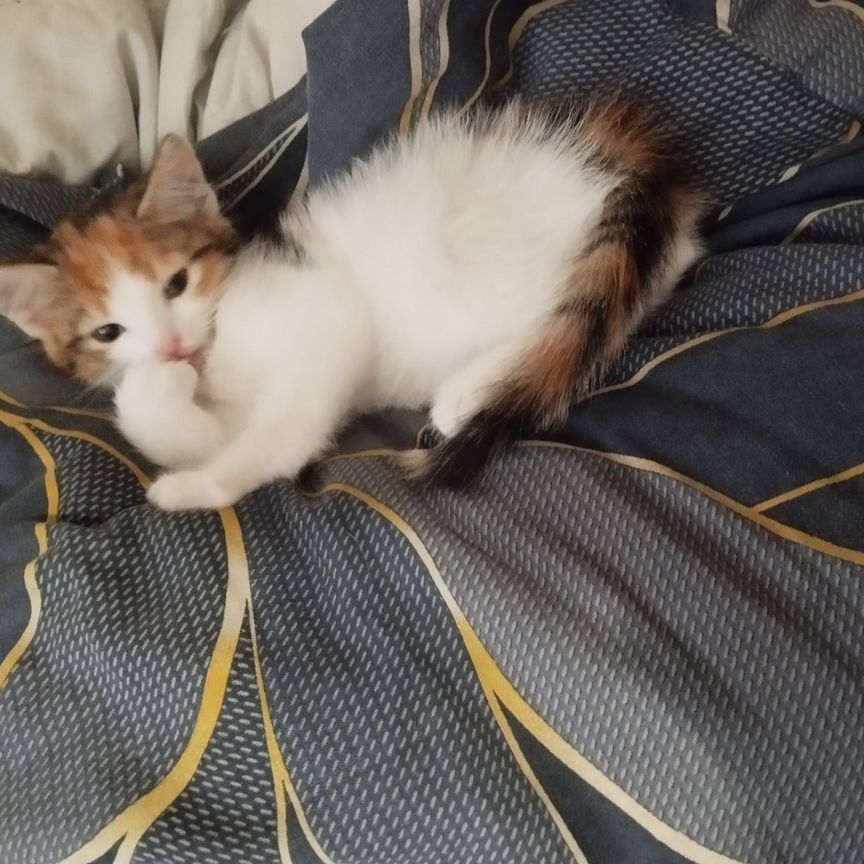 Котëнок девочка