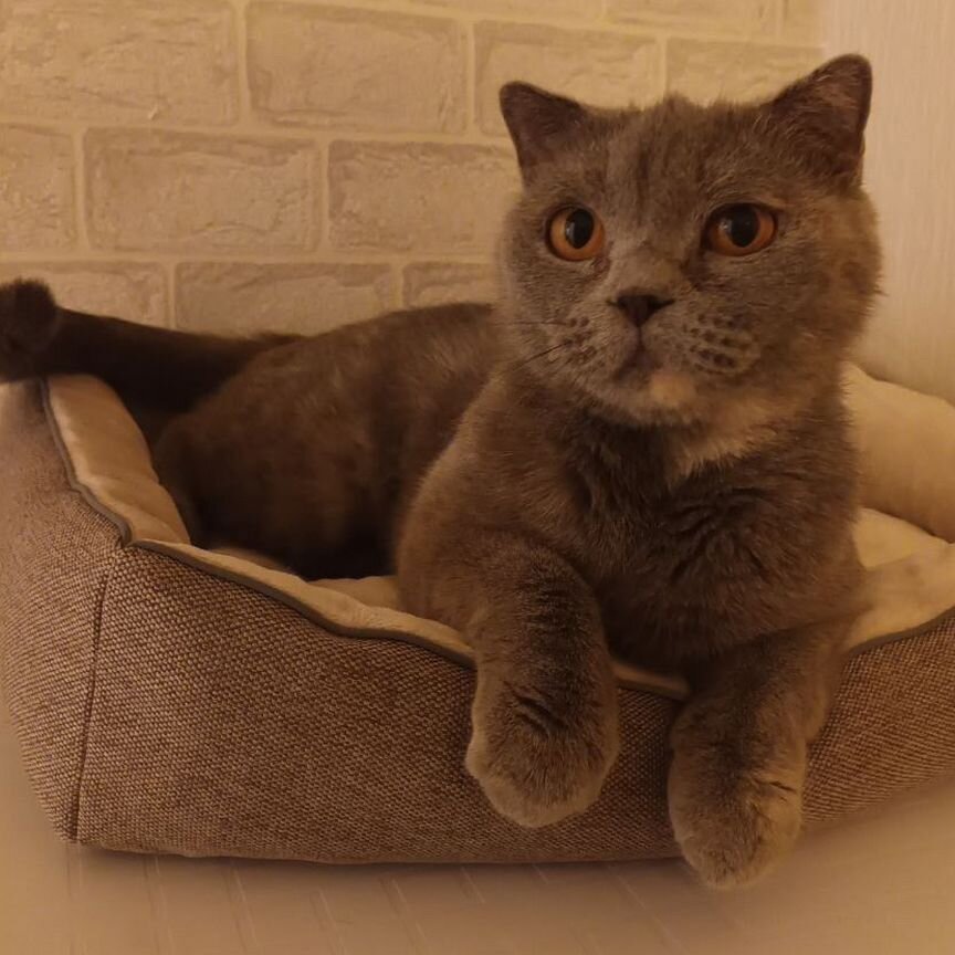 Британская короткошёрстная, взрослая кошка