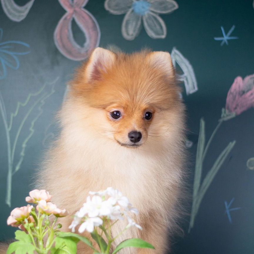 Шпиц рыжий мальчишка