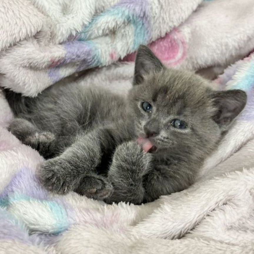 Кот Голубой Русский