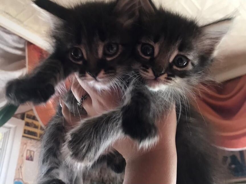 Котята-кот отдам в добрые руки