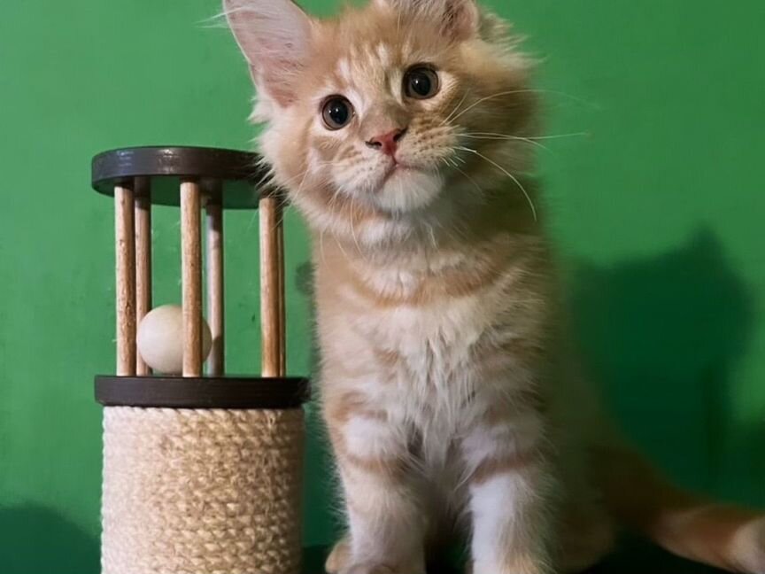 Котята мейн-кун