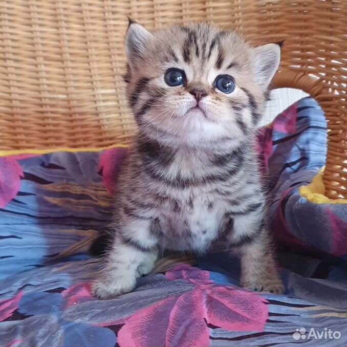 Плюшевые шотландцы