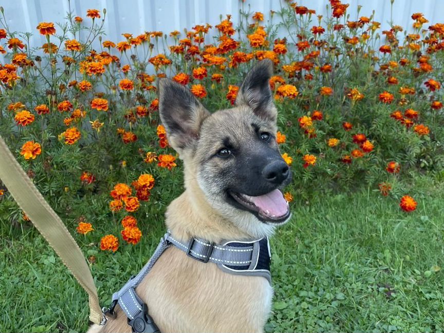 Щенок в добрые руки