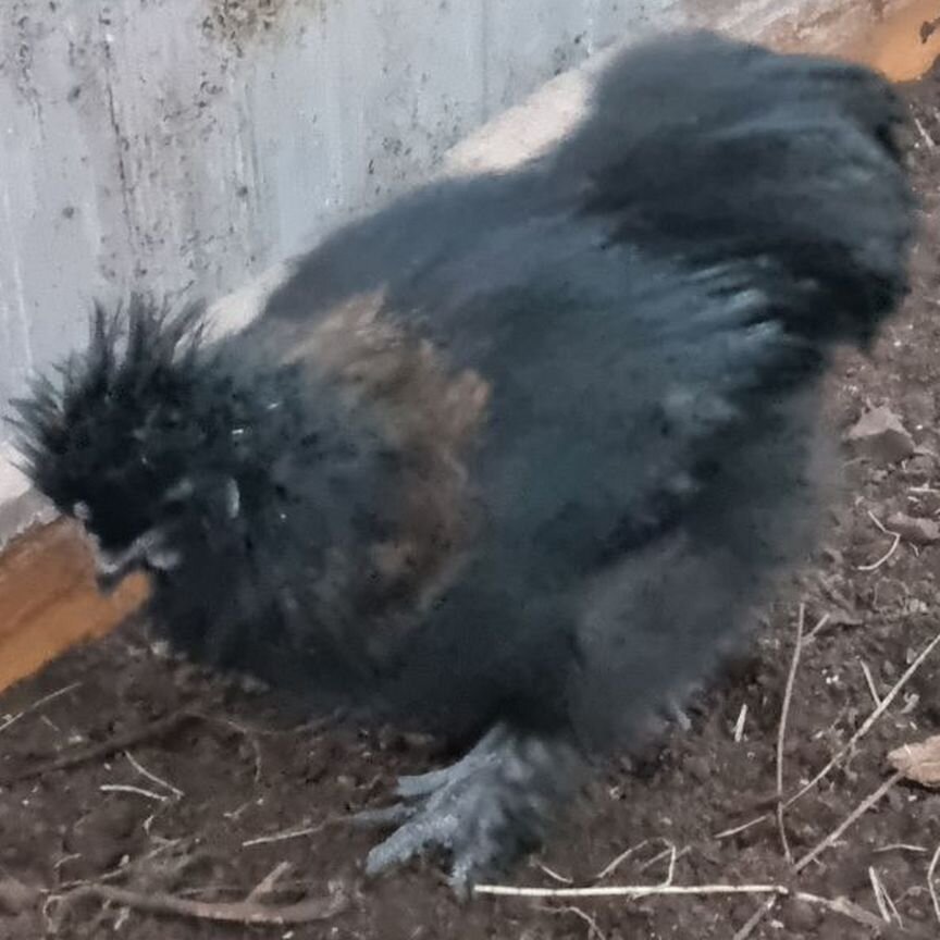 Молодые петухи