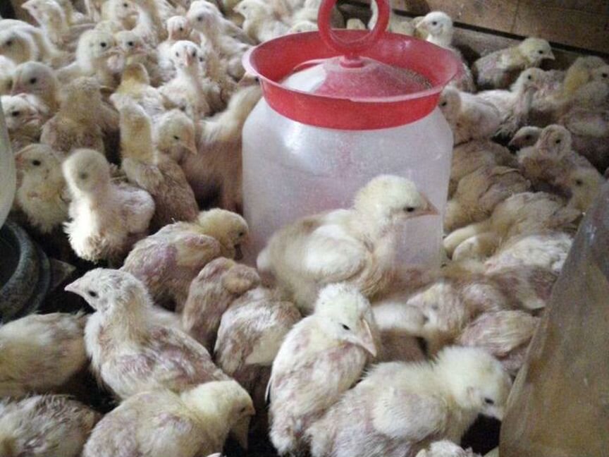 Цыплята, гусята