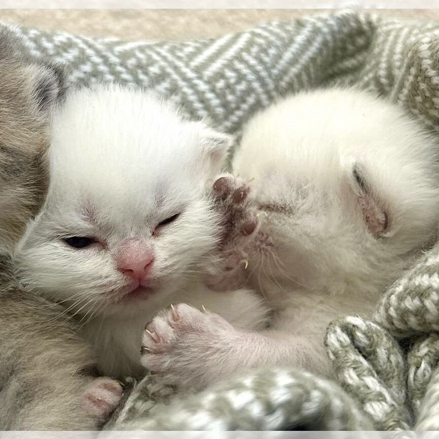 Британский короткошёрстный котёнок