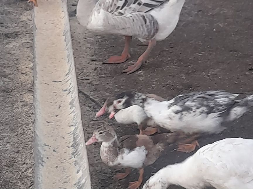 Мускусные утки индоутки индоутята