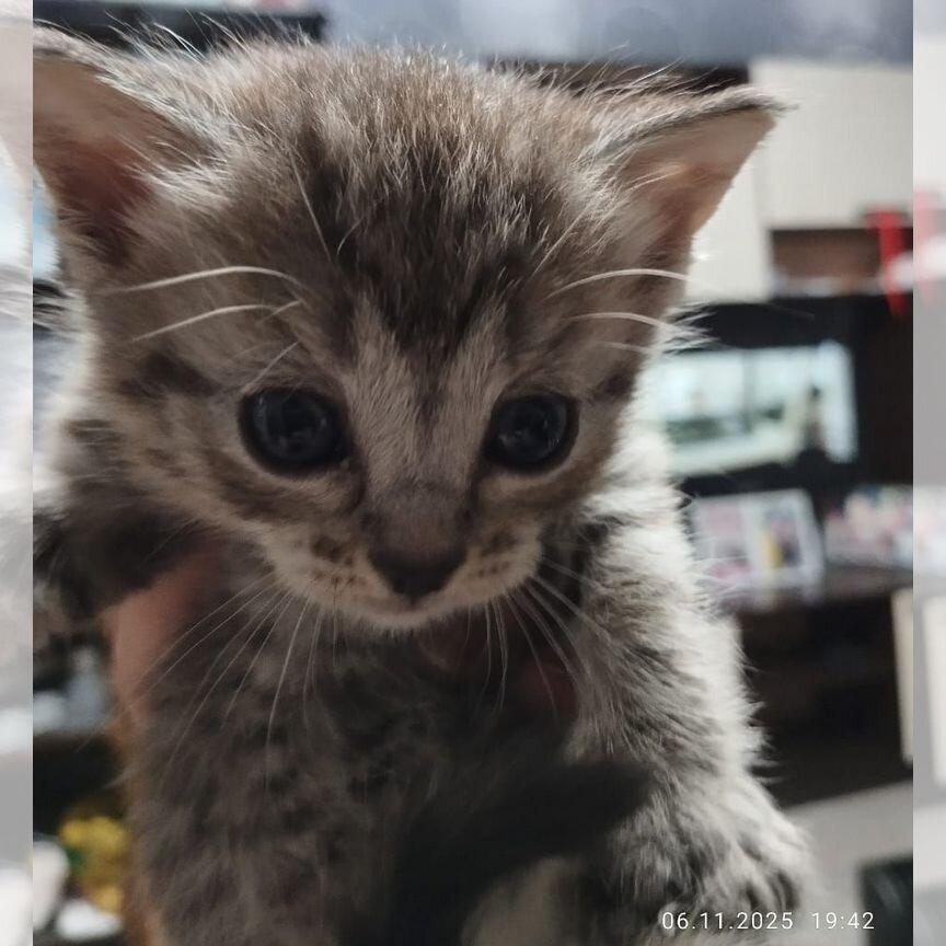 Котёнок в добрые руки