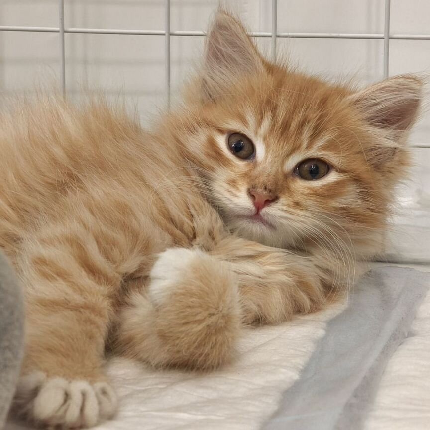 Котёнок в добрые руки