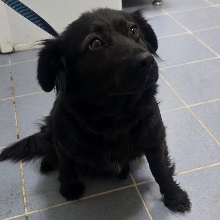 Взрослая собака в добрые руки