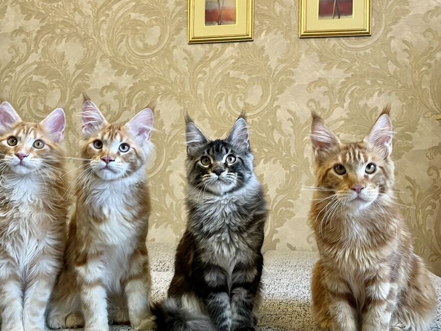 Котята мейн-кун