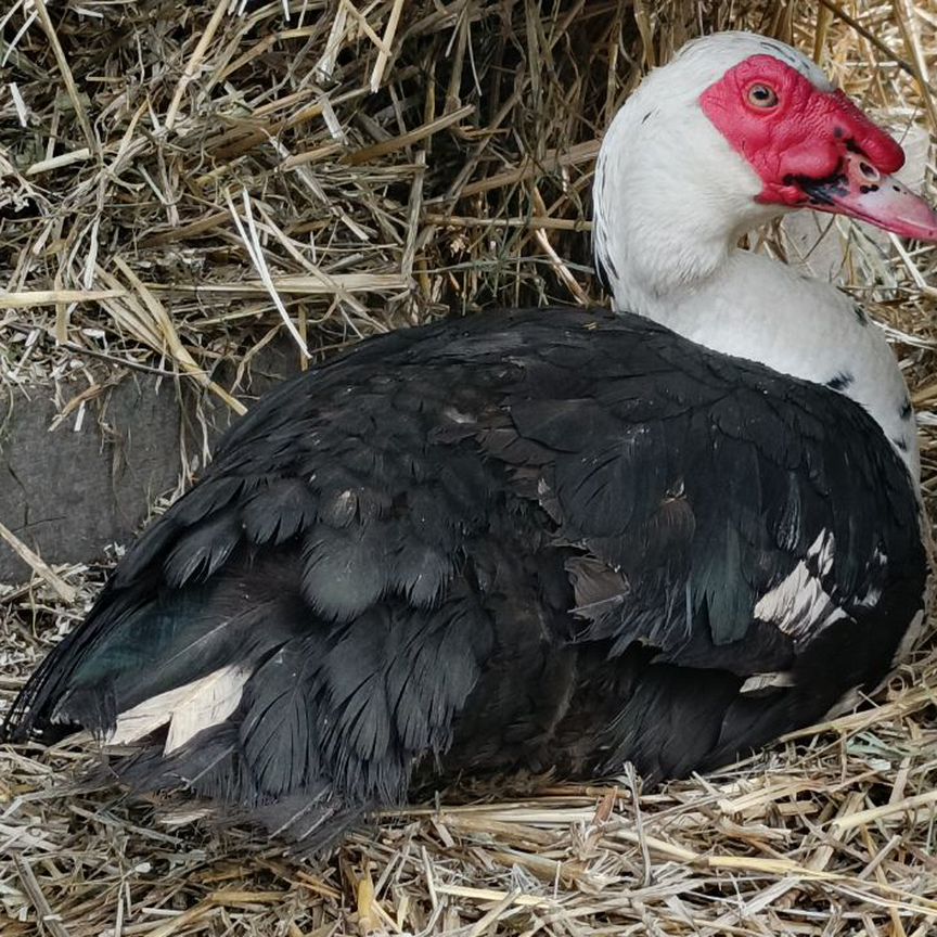 Мускусные утки