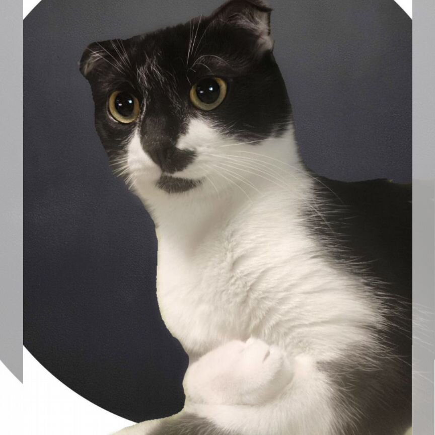 Шотландский вислоухий короткошёрстный котёнок