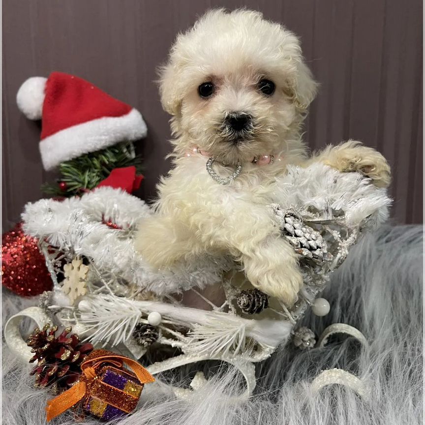 Мальтипу, щенок