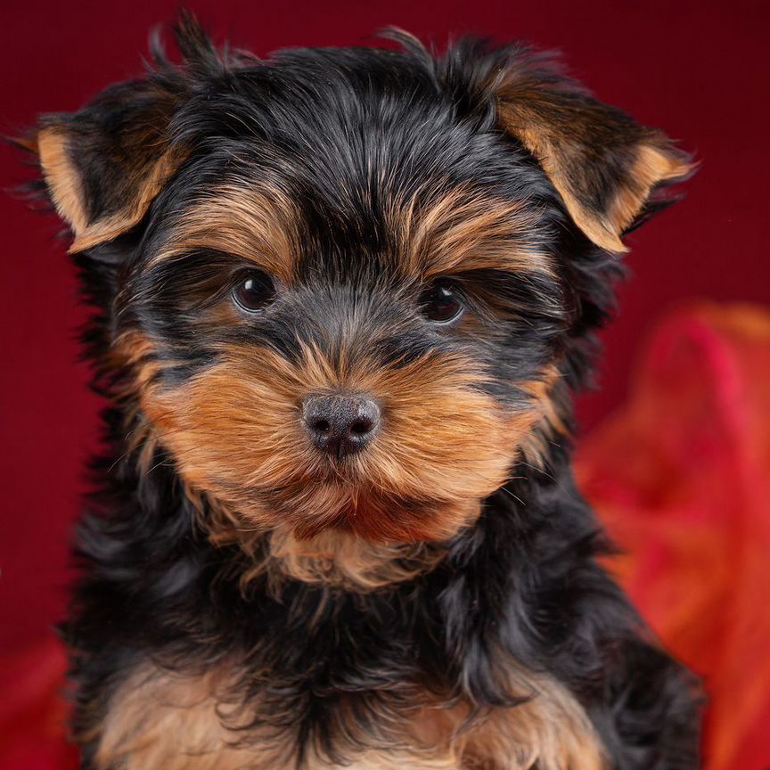 Йоркширский терьер, щенок