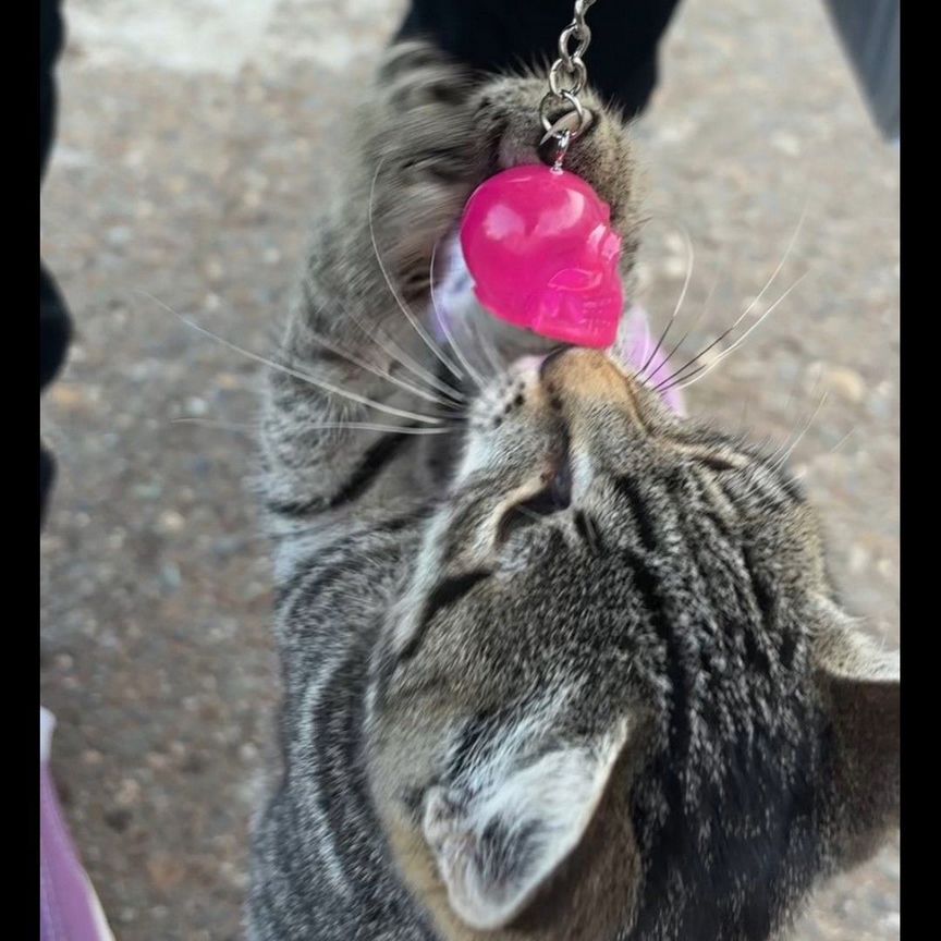 Кошка