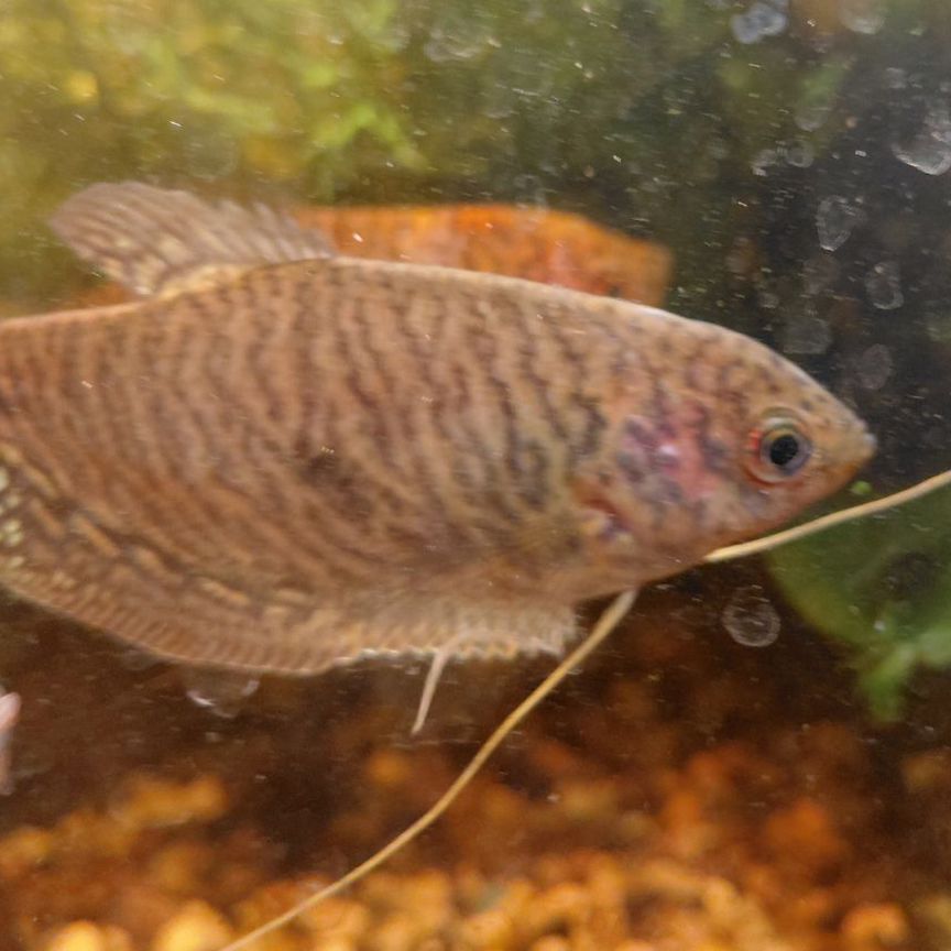 Гурами отдам