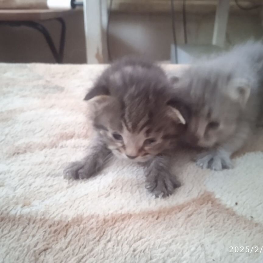 Отдаём котят