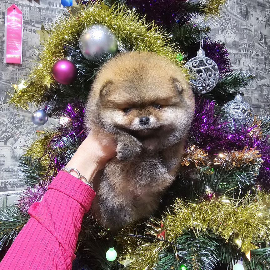 Мини девочка в типе мишка