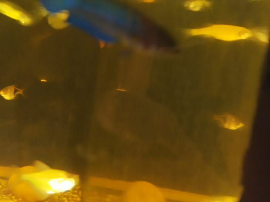 Рыбка Петушок