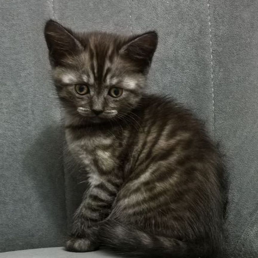 Шотландский прямоухий короткошёрстный котёнок