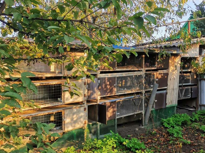 Клетки для кроликов бу