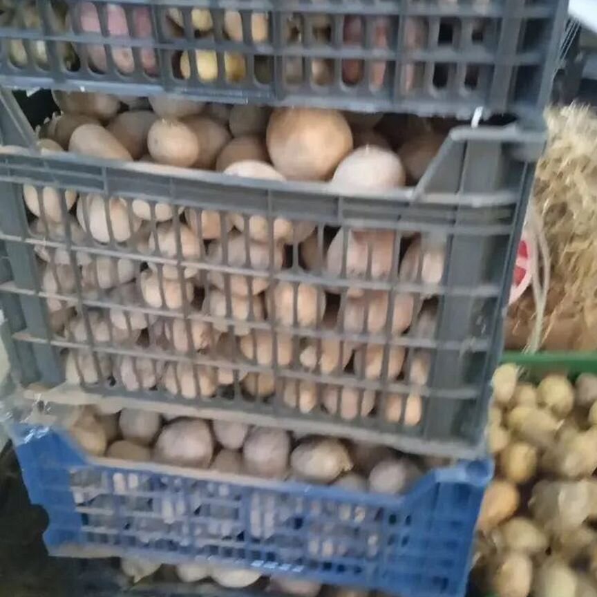 Продам картофель на корм скоту