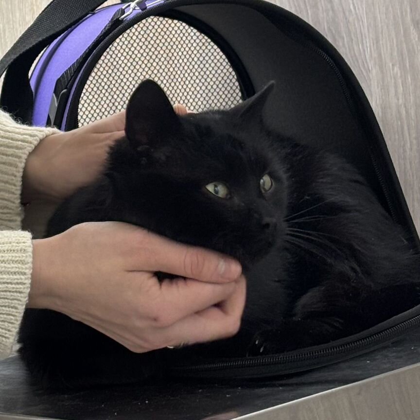 Взрослый кот в добрые руки