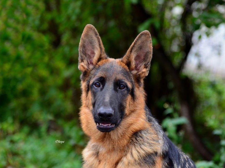 Немецкая овчарка мальчик