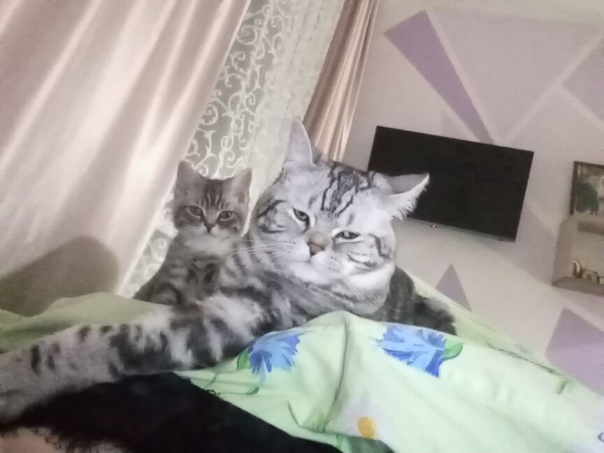 Кошки в добрые руки бесплатно