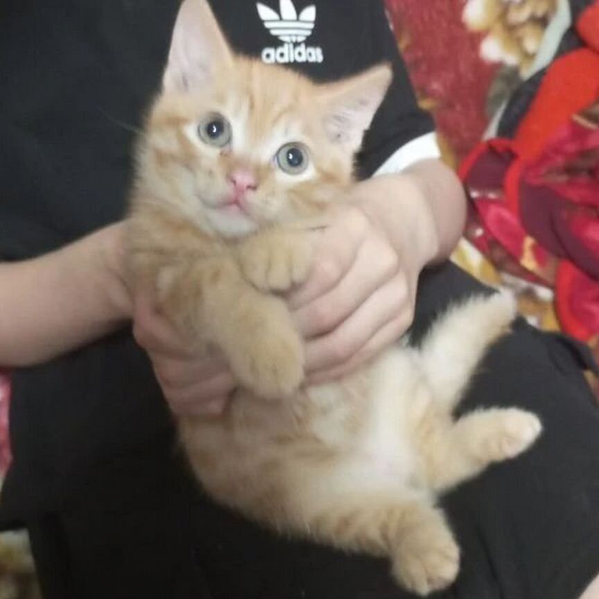 Котёнок в добрые руки