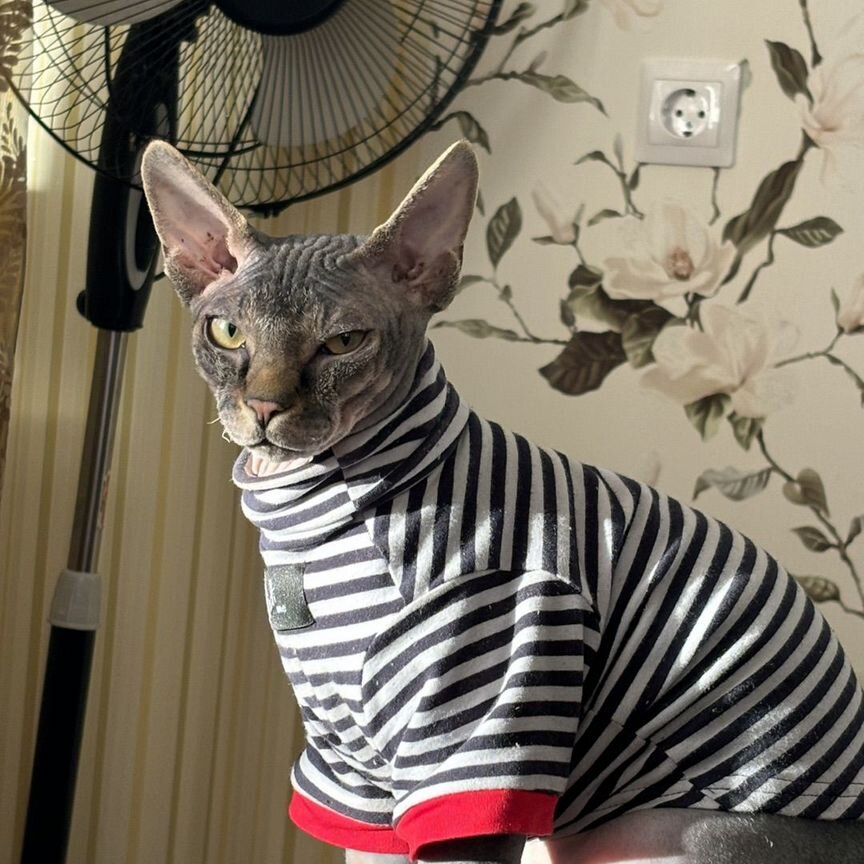 Кот сфинкс вязка