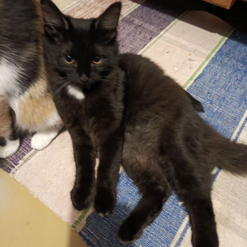 Котенок в добрые руки