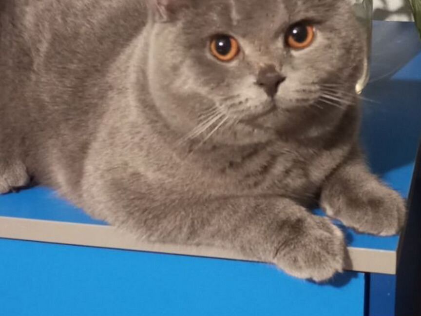 Британский кот