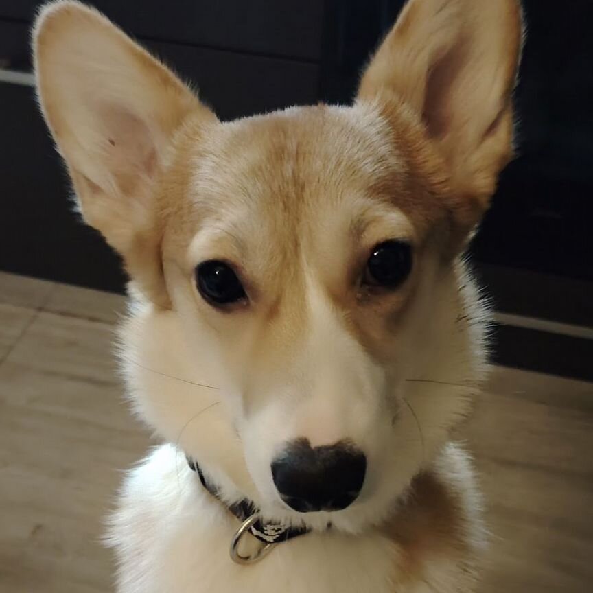 Вельш Корги Пемброк, щенок